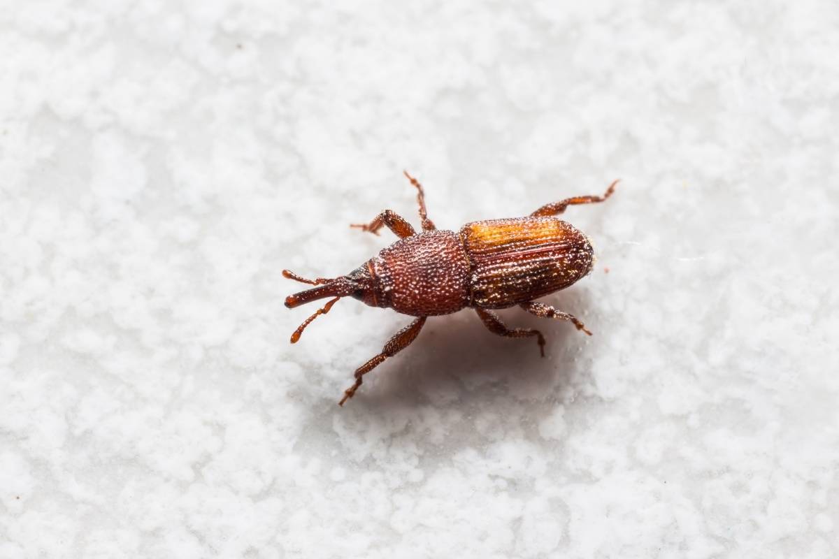 Do Weevils Bite? | Miche Pest Control