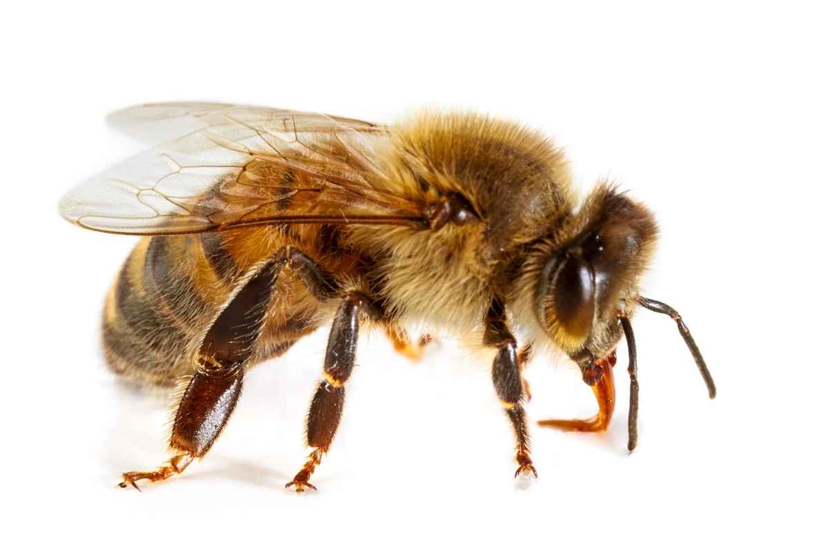 How Do Bees Fly? | Miche Pest Control