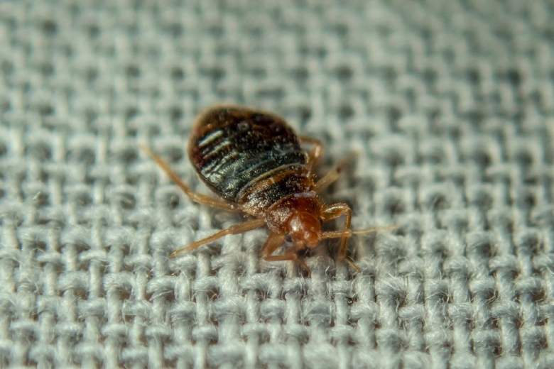 How Do You Get Bed Bugs? | Miche Pest Control