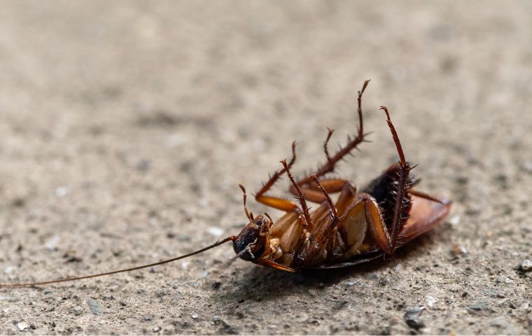 How Long Can A Cockroach Live Without Food? | Miche Pest Control