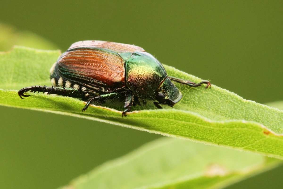 How To Get Rid Of Japanese Beetles | Miche Pest Control