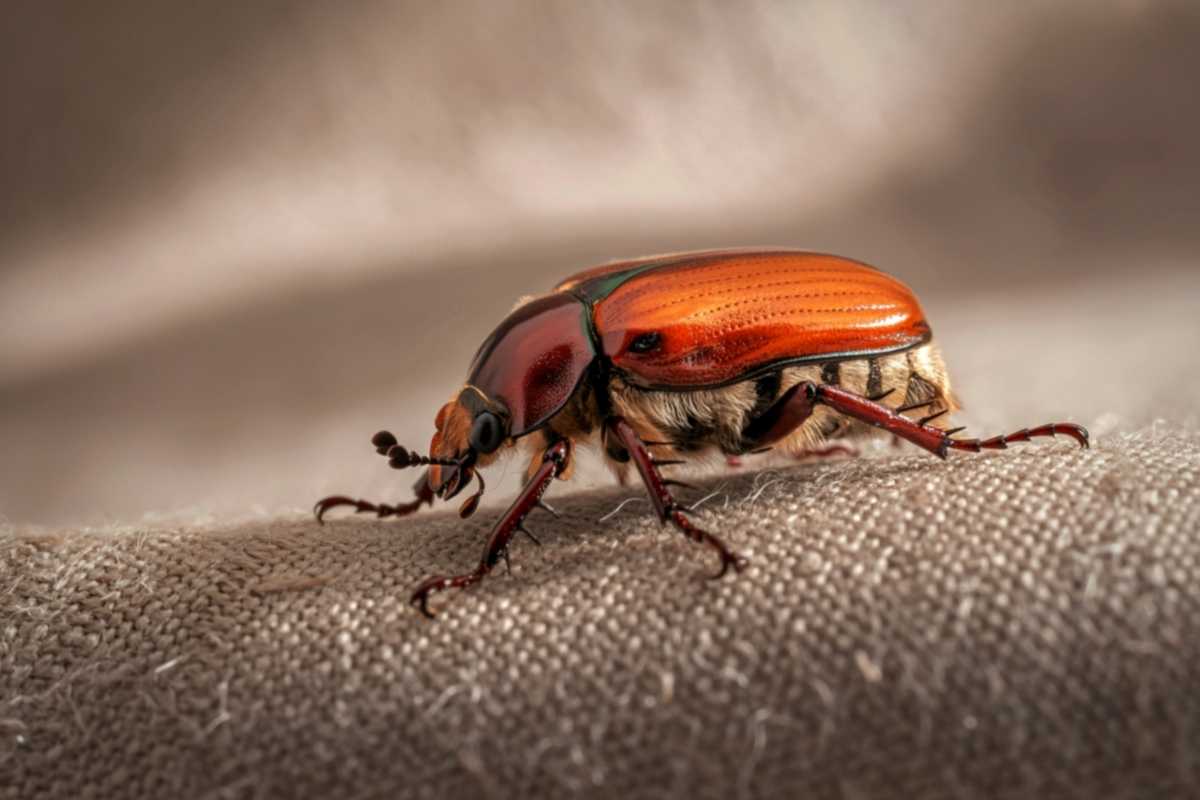 How To Get Rid Of June Bugs | Miche Pest Control