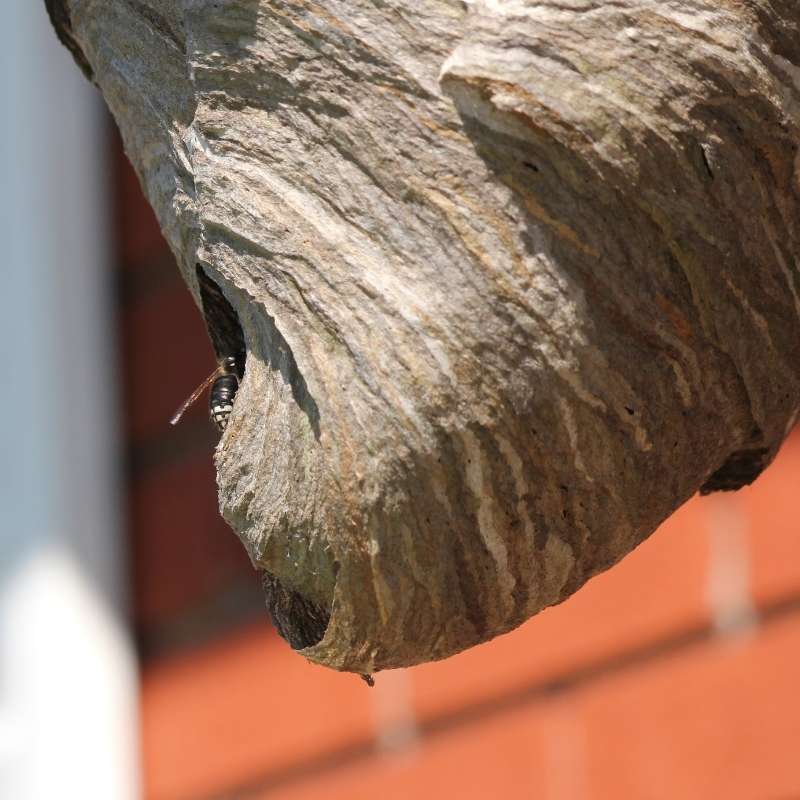 How To Get Rid Of Bald Faced Hornets | Miche Pest Control