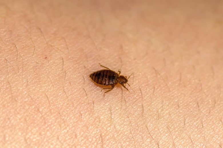 How To Get Rid Of Bed Bugs | Miche Pest Control