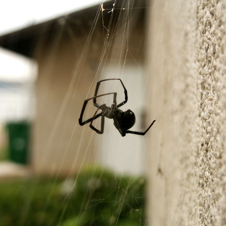 How To Get Rid Of Black Widow Spiders | Miche Pest Control
