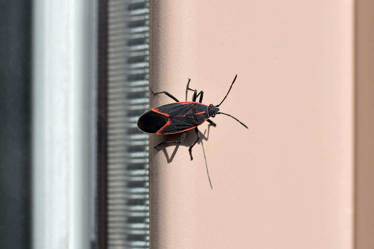 How To Get Rid Of Boxelder Bugs | Miche Pest Control