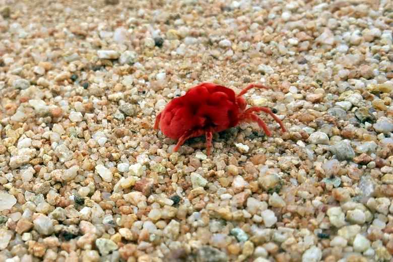 How To Get Rid Of Chiggers | Miche Pest Control