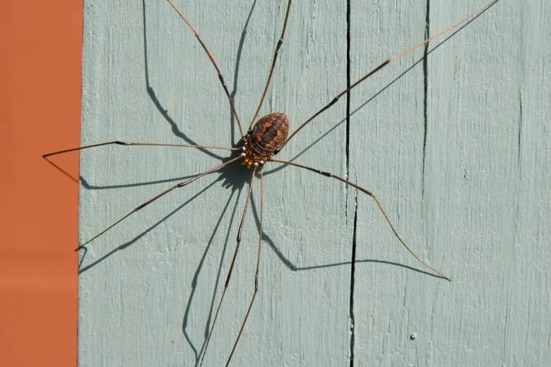 How To Get Rid Of Daddy Long Legs | Miche Pest Control