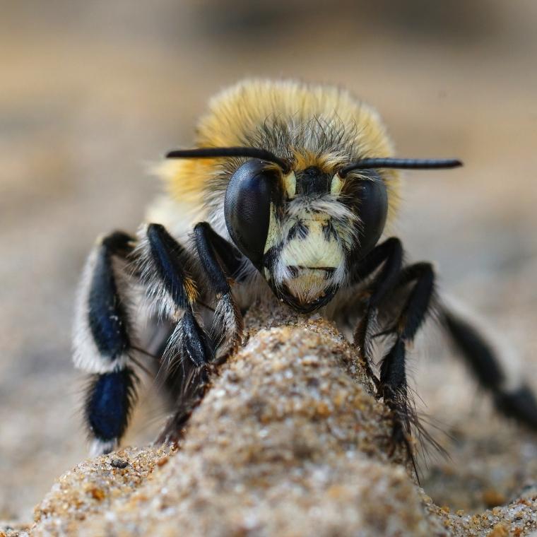 How To Get Rid Of Digger Bees | Miche Pest Control