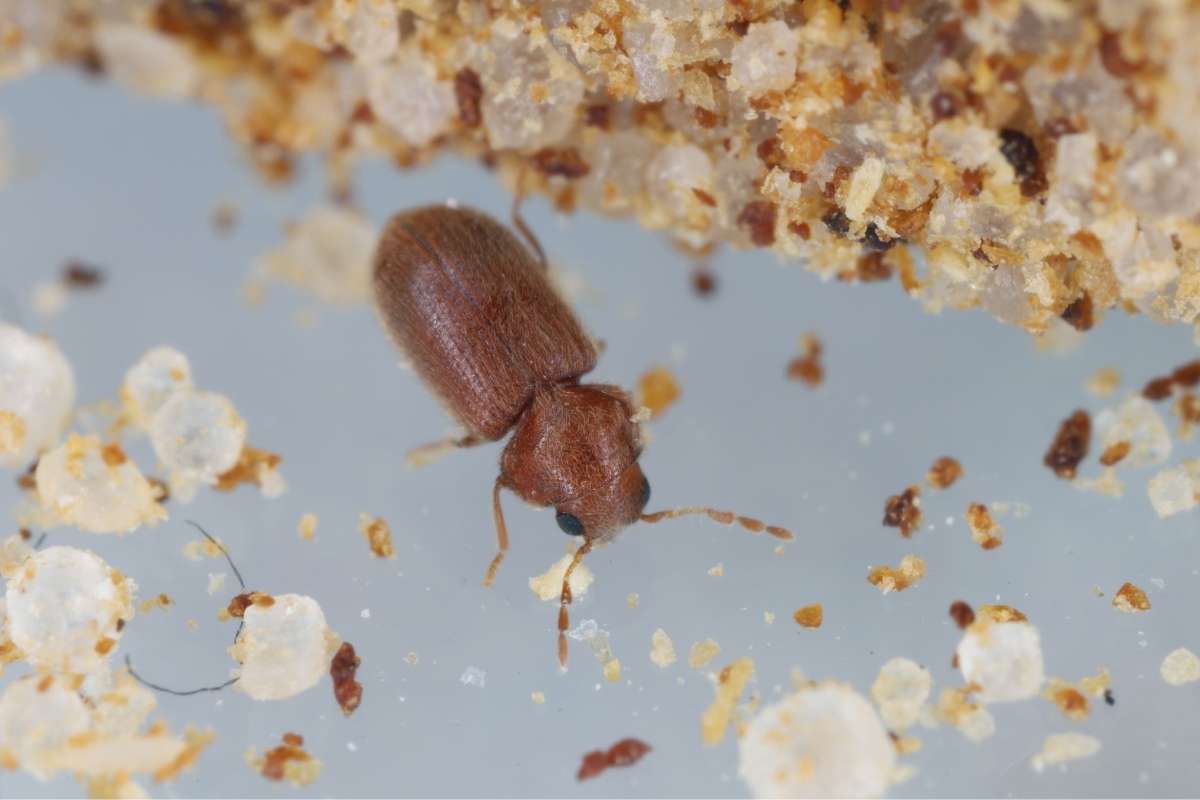 How To Get Rid Of Drugstore Beetles | Miche Pest Control