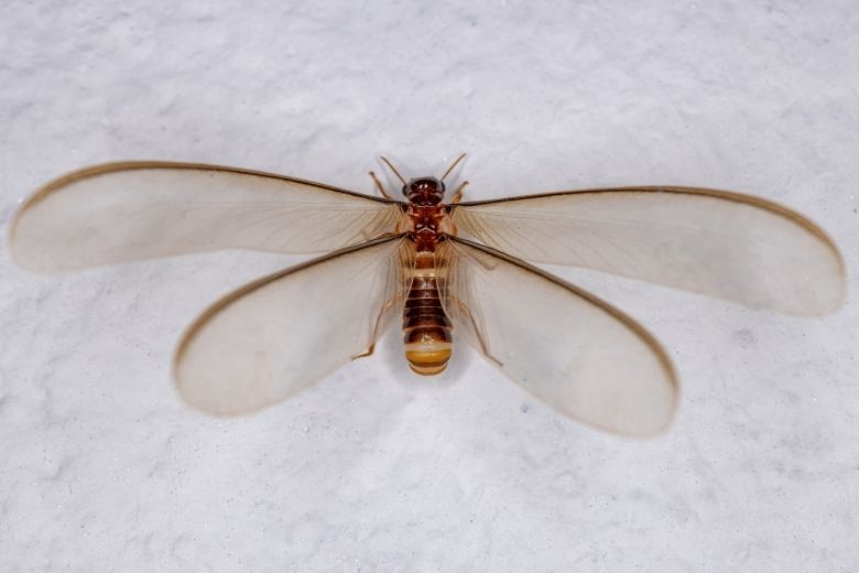 How To Get Rid Of Flying Termites | Miche Pest Control