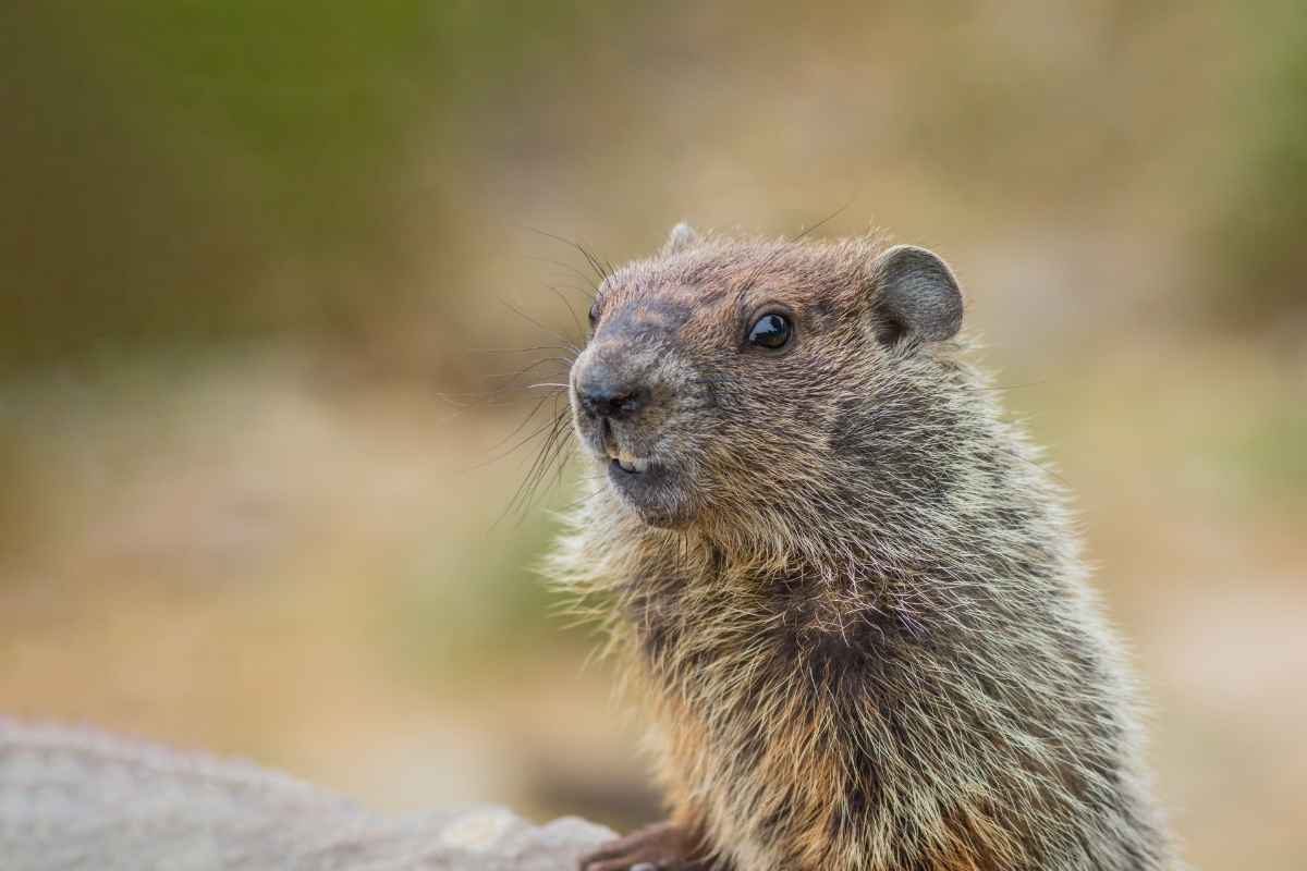 How To Get Rid Of Groundhogs | Miche Pest Control