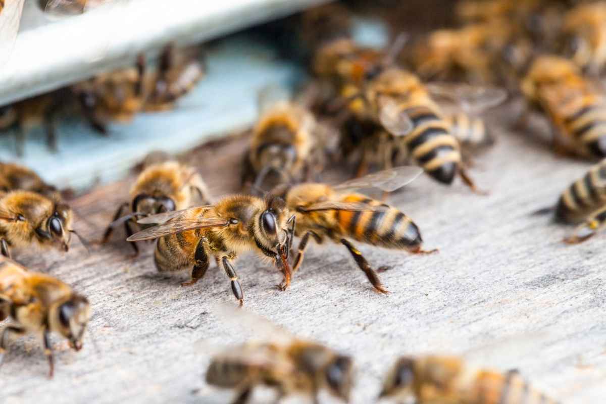 How To Get Rid Of Honey Bees | Miche Pest Control