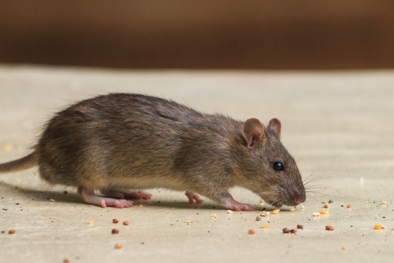 How To Get Rid Of House Mice | Miche Pest Control