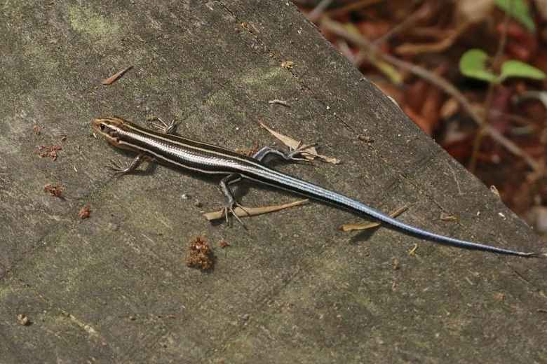 How To Get Rid Of Lizards | Miche Pest Control