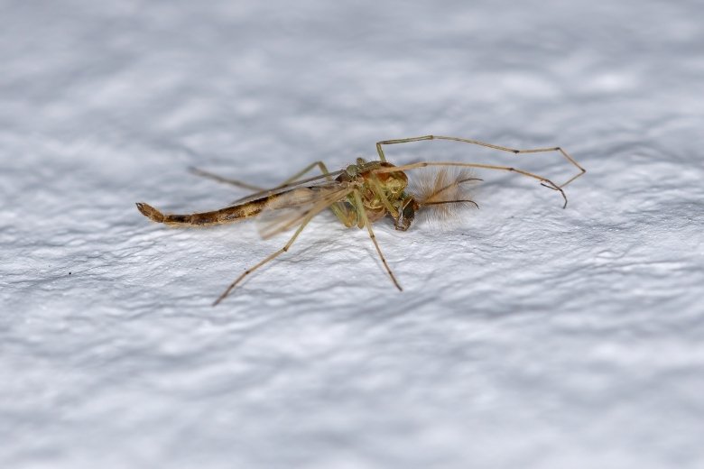 How To Get Rid Of Midges | Miche Pest Control