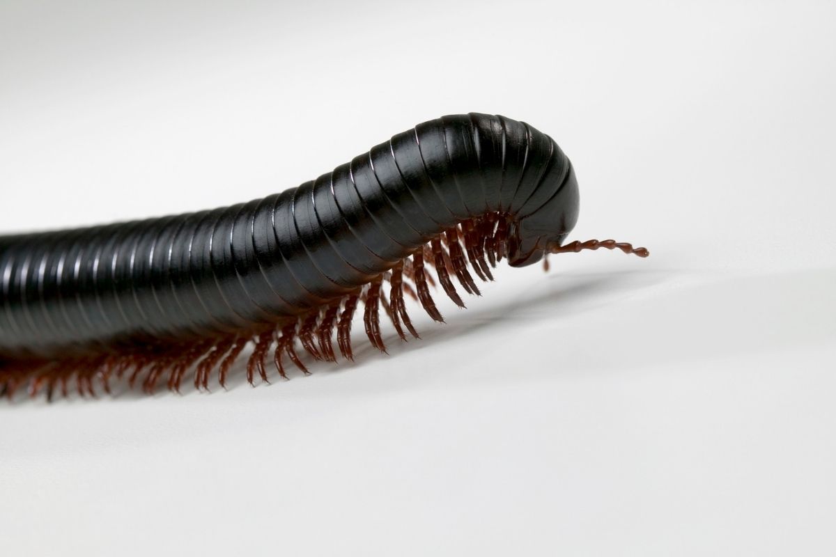 How To Get Rid Of Millipedes | Miche Pest Control