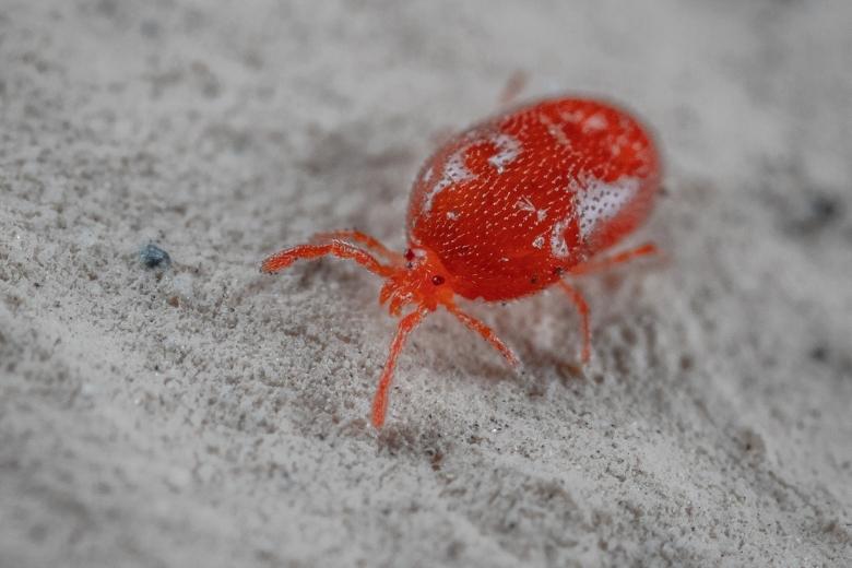 How To Get Rid Of Mites | Miche Pest Control