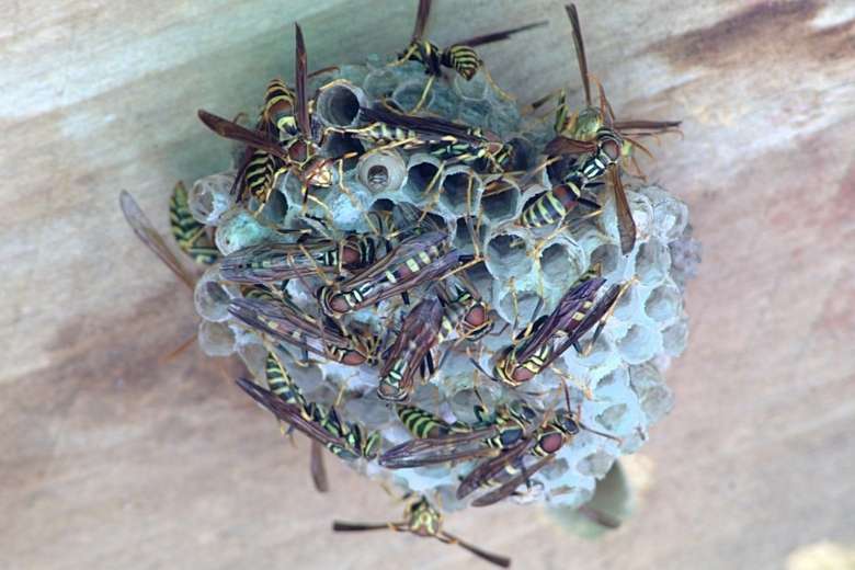 How To Get Rid Of Paper Wasps | Miche Pest Control