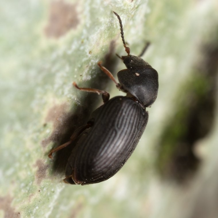 How To Get Rid Of Powderpost Beetles | Miche Pest Control