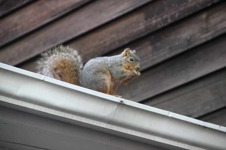 How To Get Rid Of Squirrels | Miche Pest Control