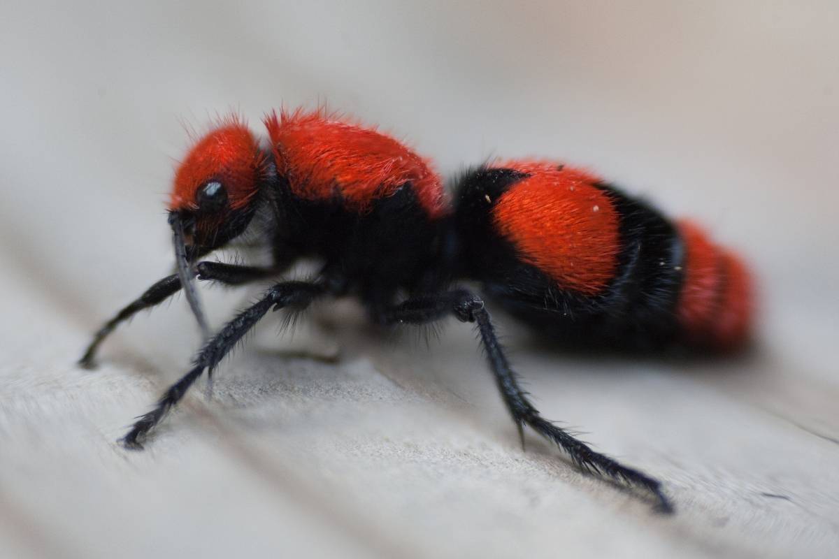 How To Get Rid Of Velvet Ants | Miche Pest Control