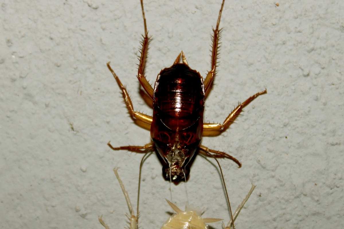 How To Get Rid Of Water Bugs | Miche Pest Control