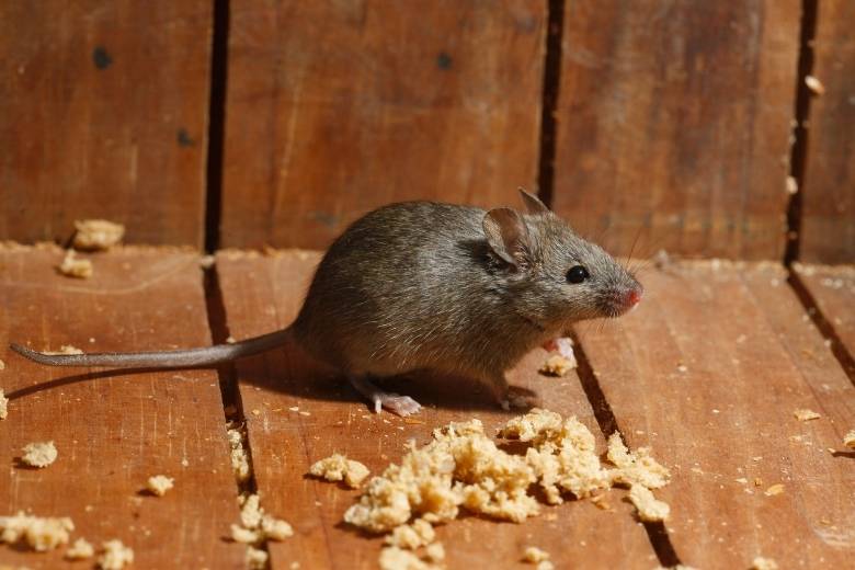 What Damage Can Mice Do? | Miche Pest Control