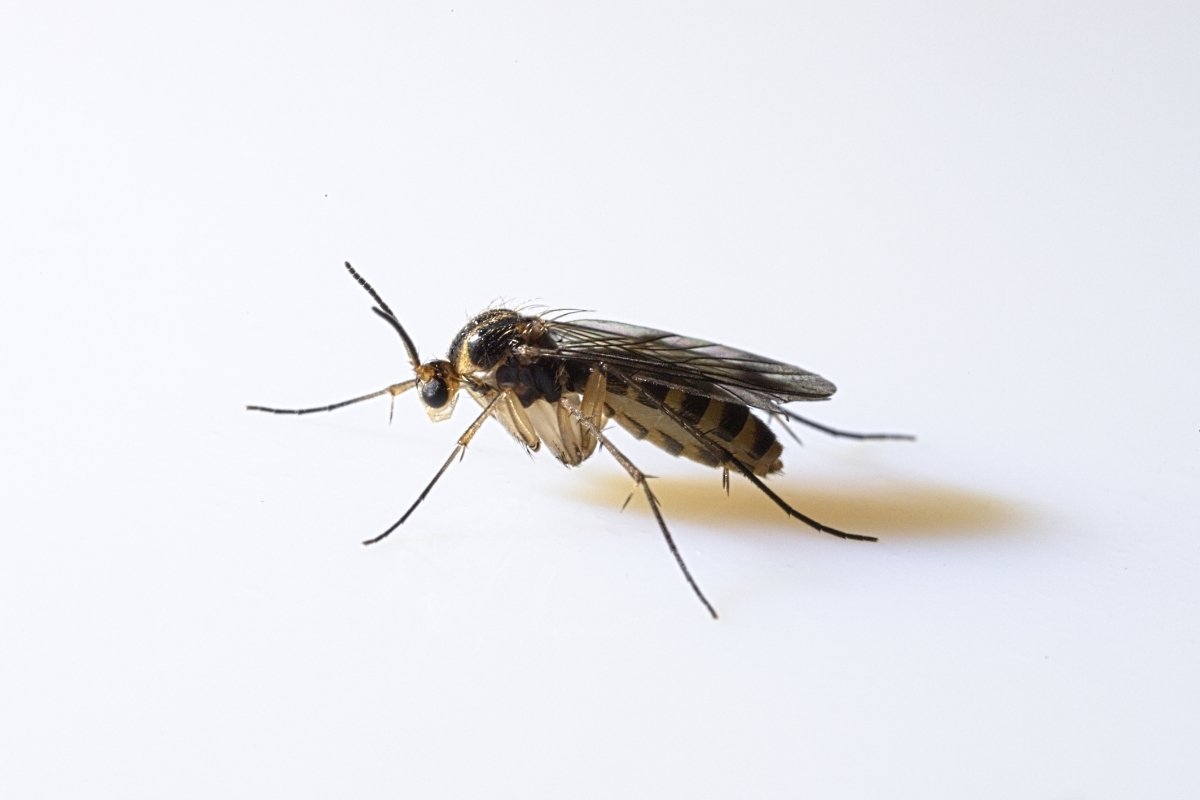 Natural Gnat Repellents | Miche Pest Control