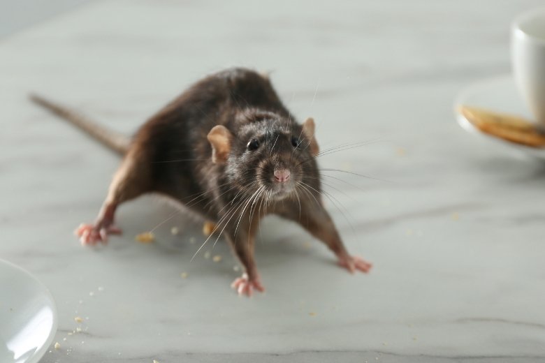 Rat Infestations | Miche Pest Control