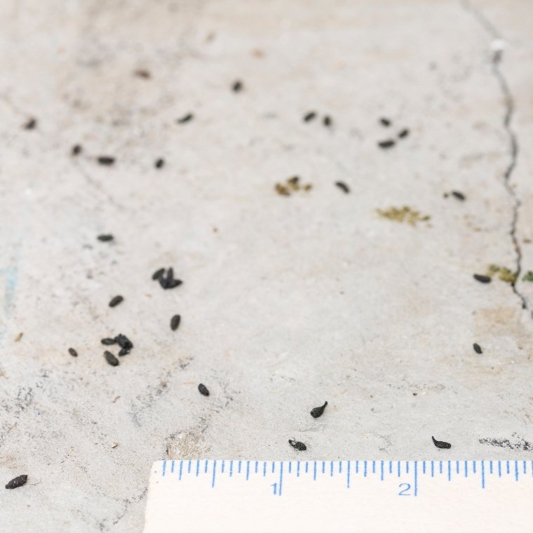 What Are The Signs Of Mice? | Miche Pest Control