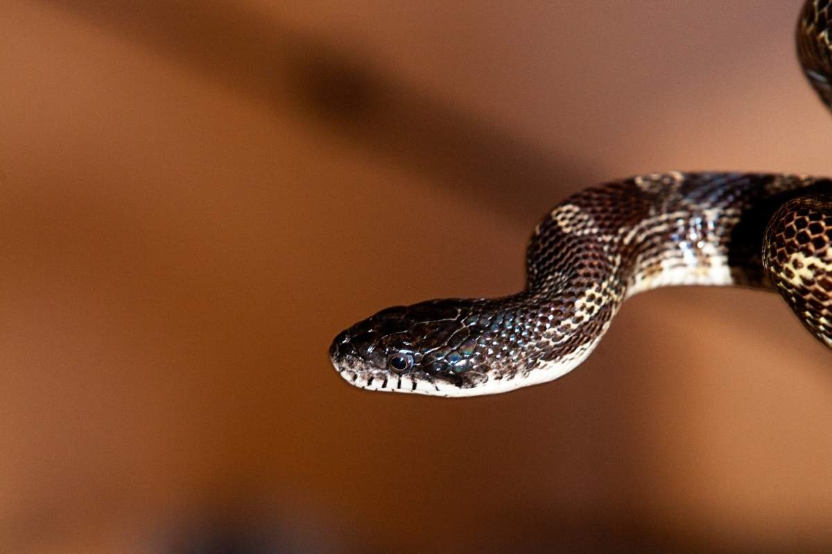 Snakes Bite | Miche Pest Control