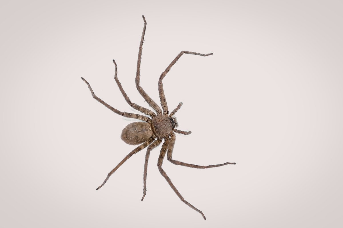 Spider Bites | Miche Pest Control