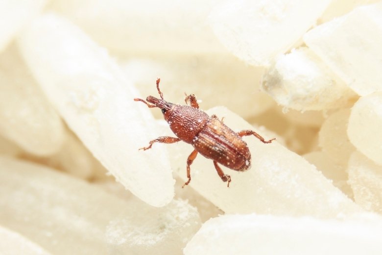 Weevil Damage | Miche Pest Control