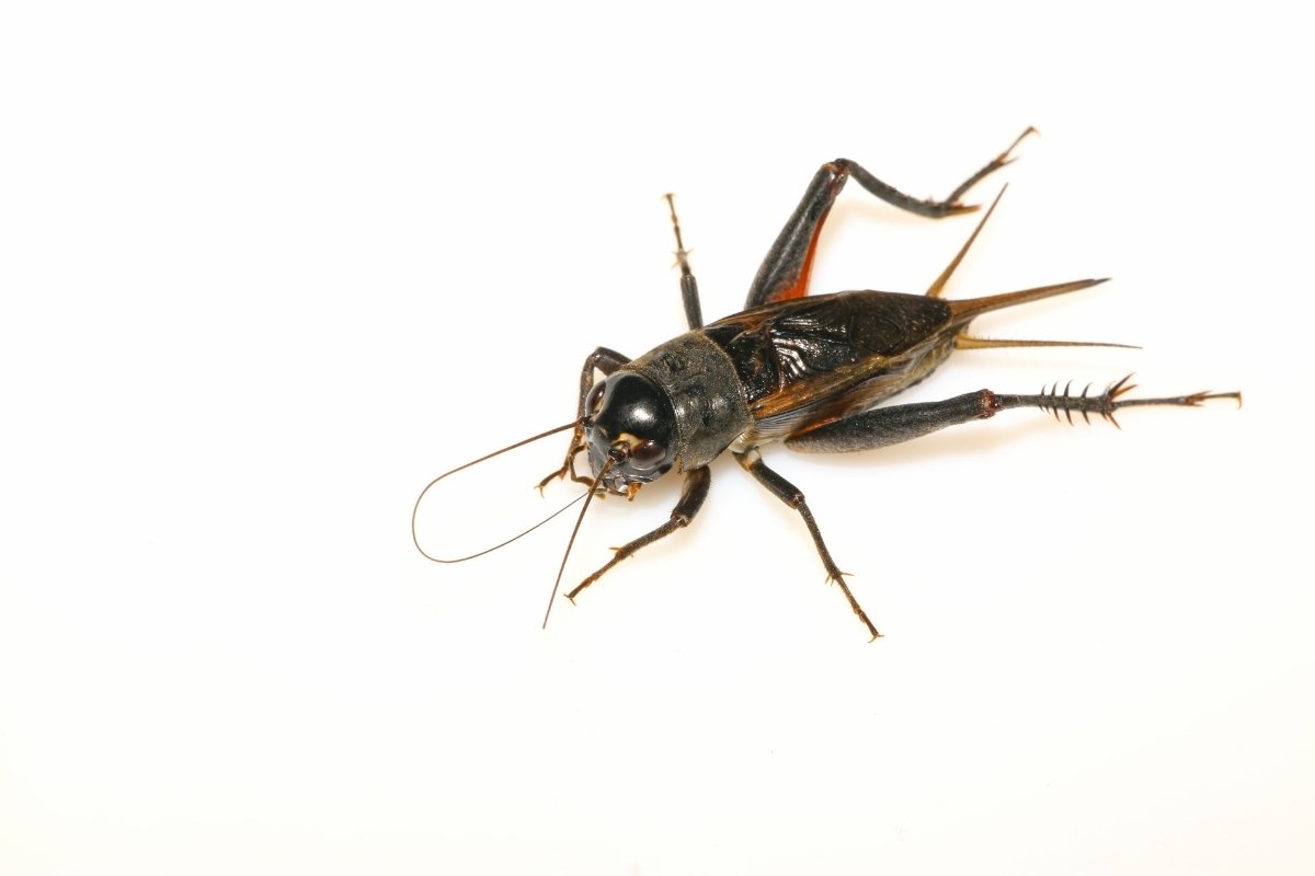 What Attracts Crickets