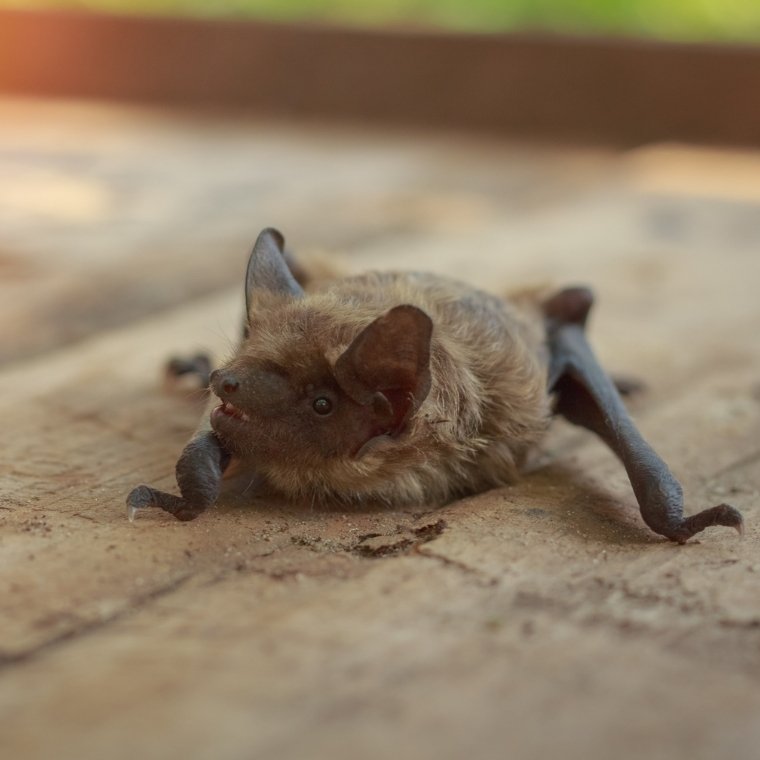 What Do Bats Look Like? | Miche Pest Control