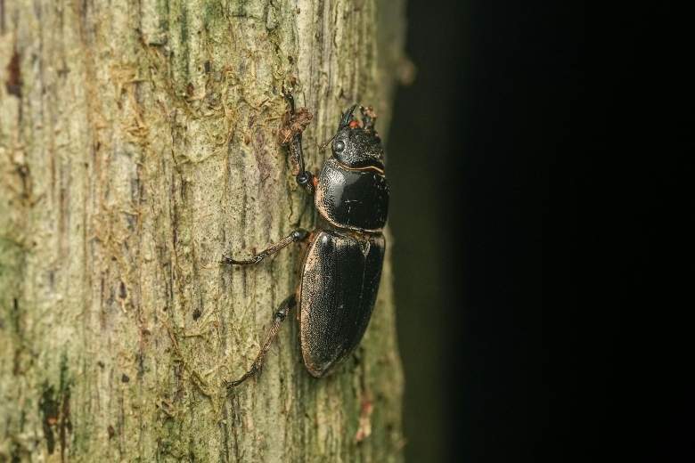 What Do Beetles Eat? | Miche Pest Control