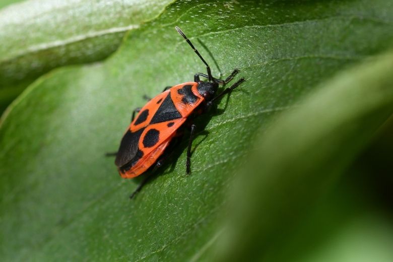 What Do Bugs Eat? | Miche Pest Control