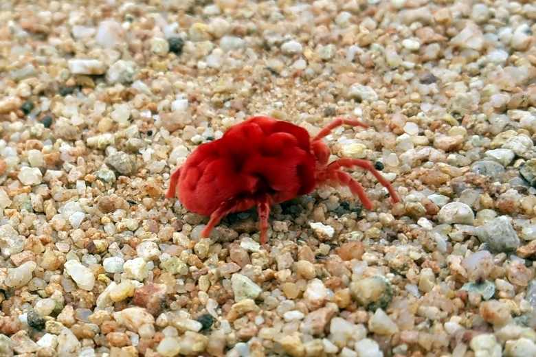 What Do Chiggers Look Like? | Miche Pest Control