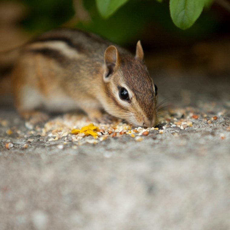 What Do Chipmunks Eat? | Miche Pest Control