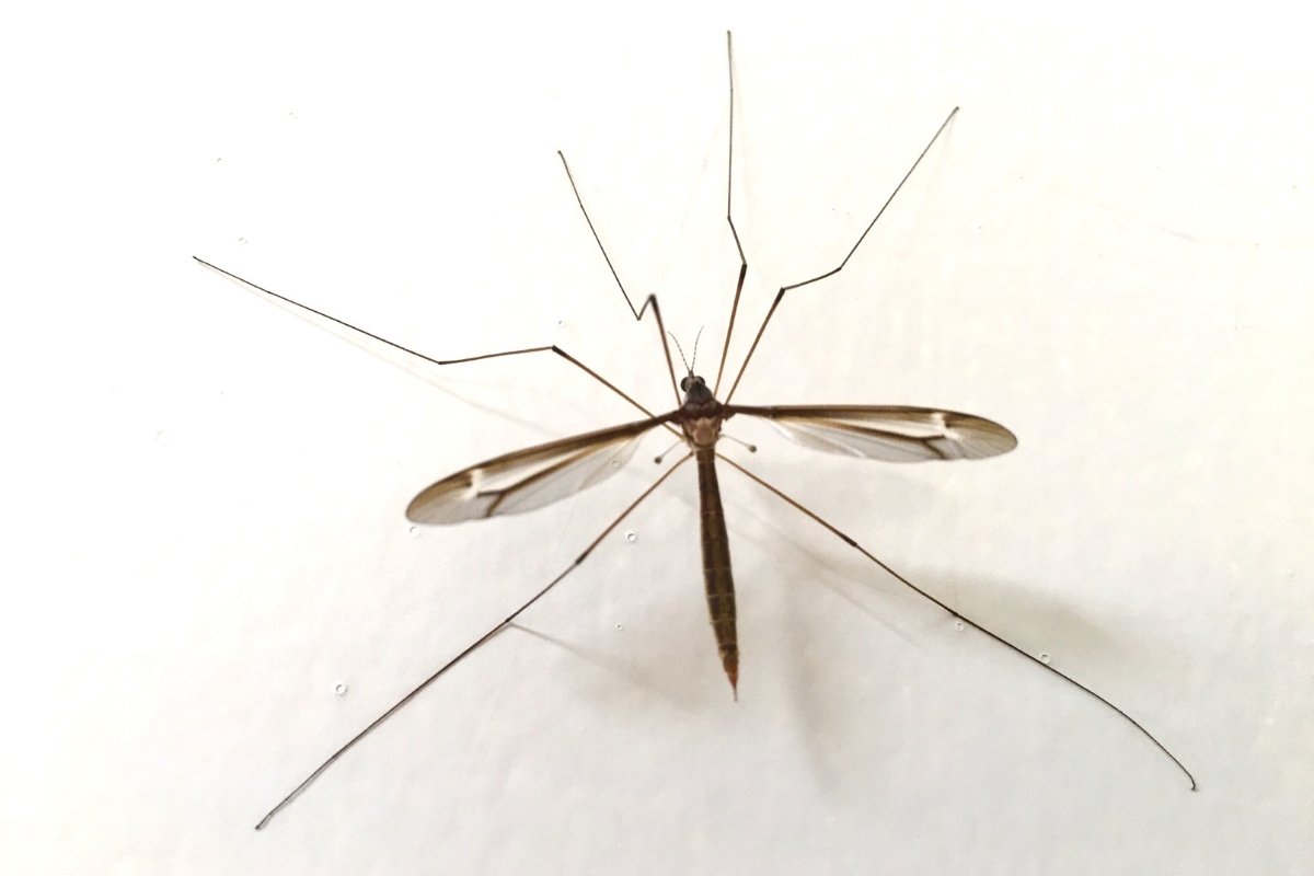 What Do Crane Flies Eat? | Miche Pest Control