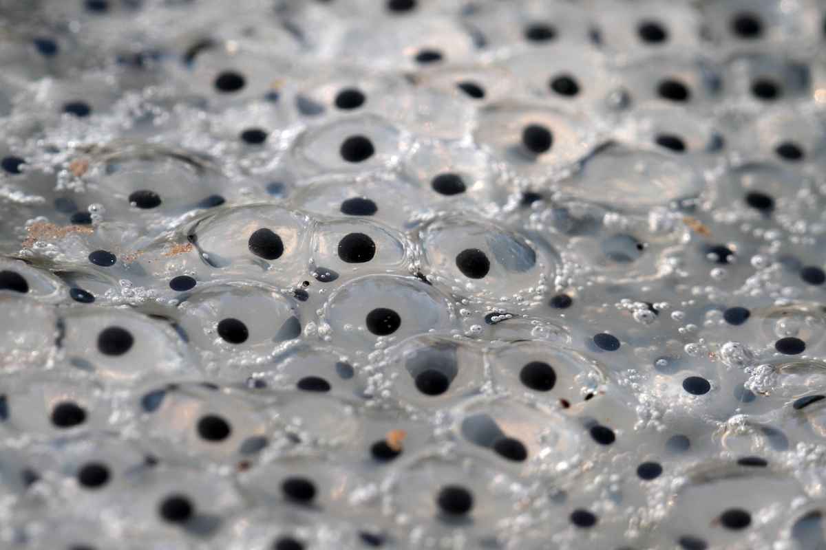What Do Frog Eggs Look Like? | Miche Pest Control