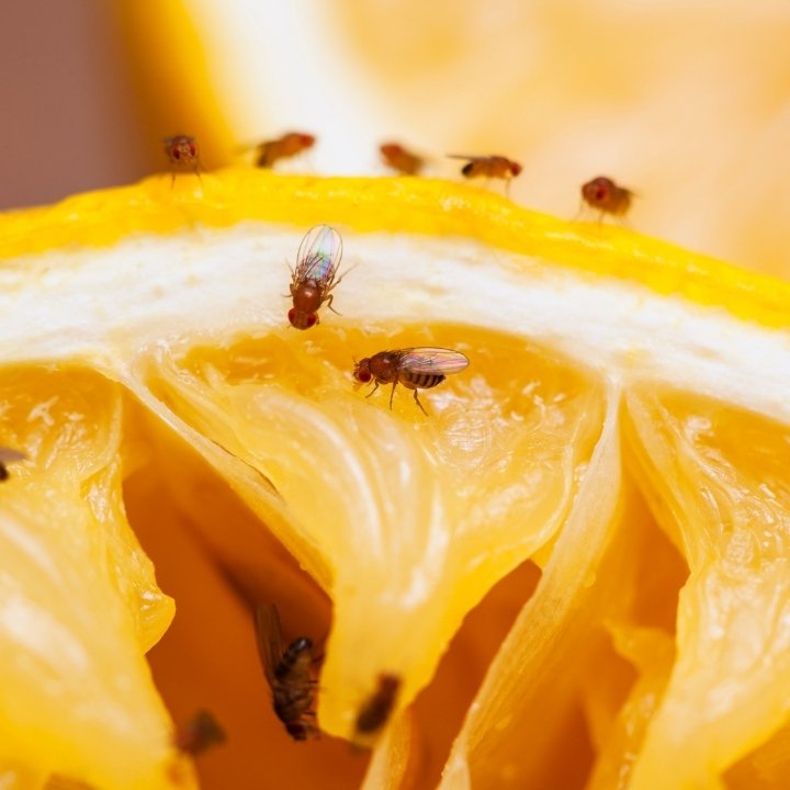 What Do Fruit Flies Eat? | Miche Pest Control