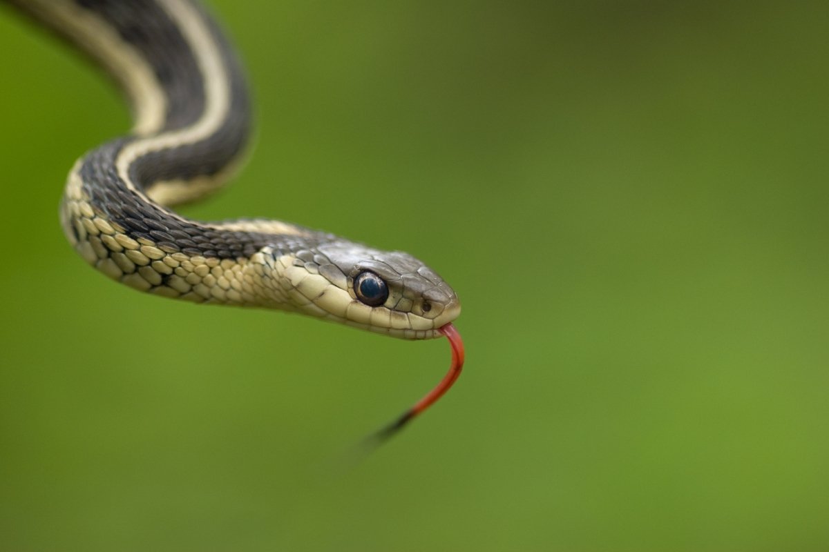 What Do Garter Snakes Eat? | Miche Pest Control