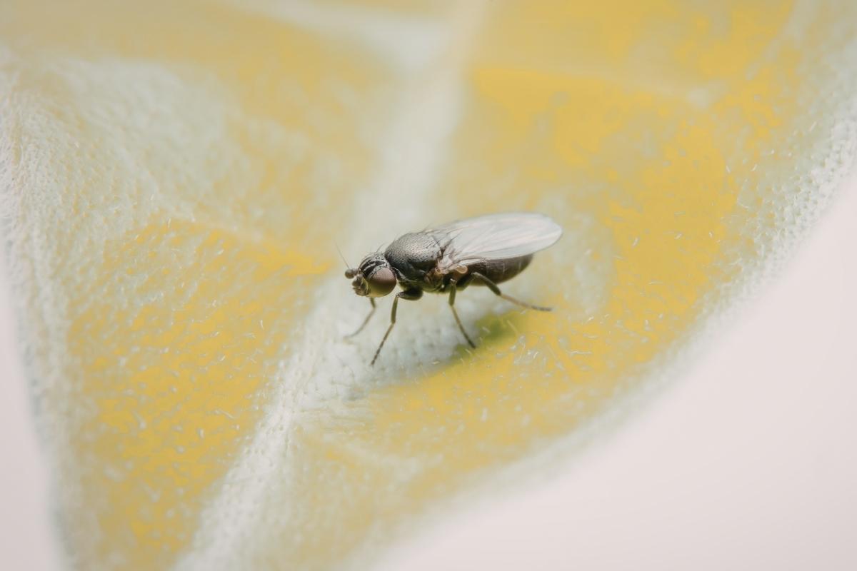 What Do Gnats Look Like? | Miche Pest Control