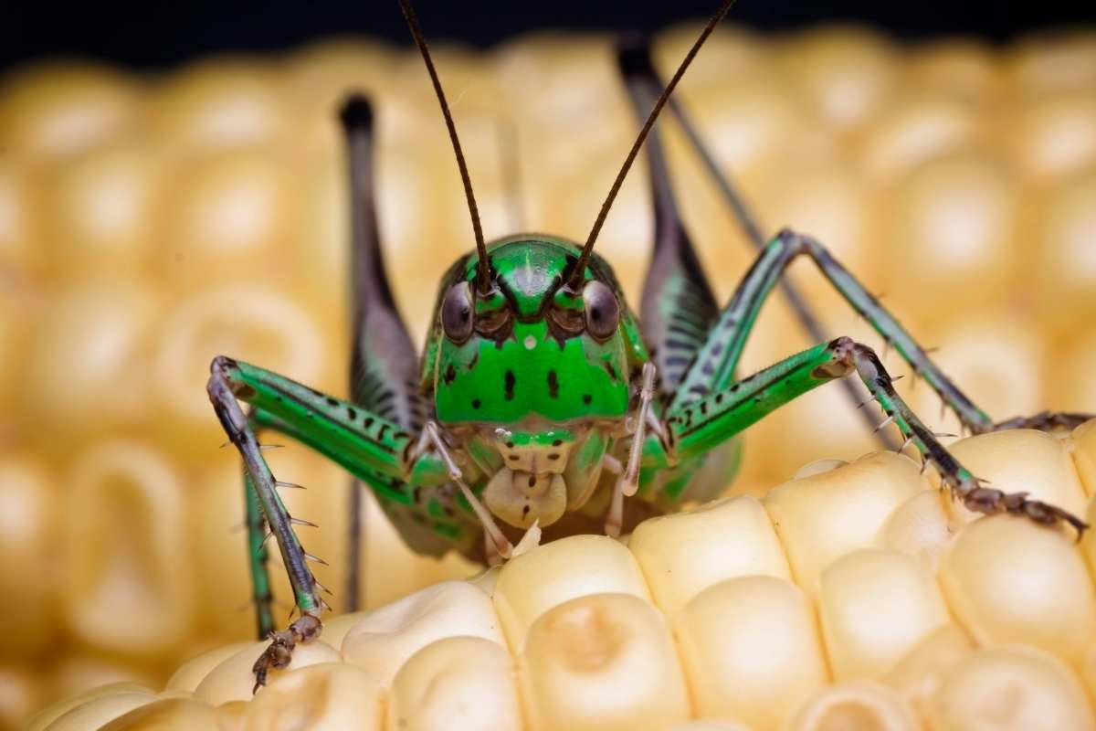 What Do Grasshoppers Eat