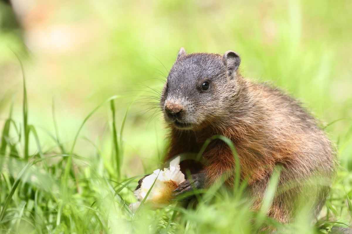 What Do Ground Hogs Eat How To Get Rid Of Groundhogs: 10 Methods