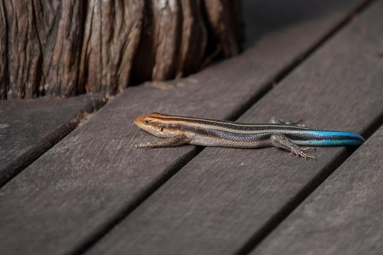 What Do Lizard Droppings Look Like? | Miche Pest Control