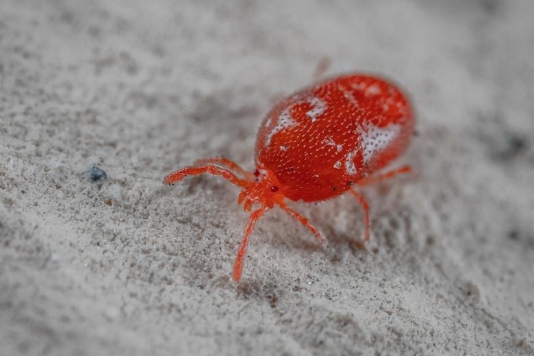 What Do Mites Look Like? | Miche Pest Control