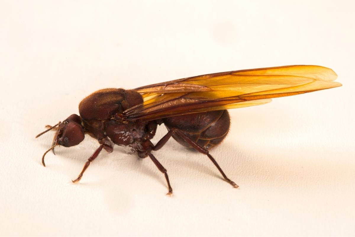 What Do Queen Ants Look Like? | Miche Pest Control